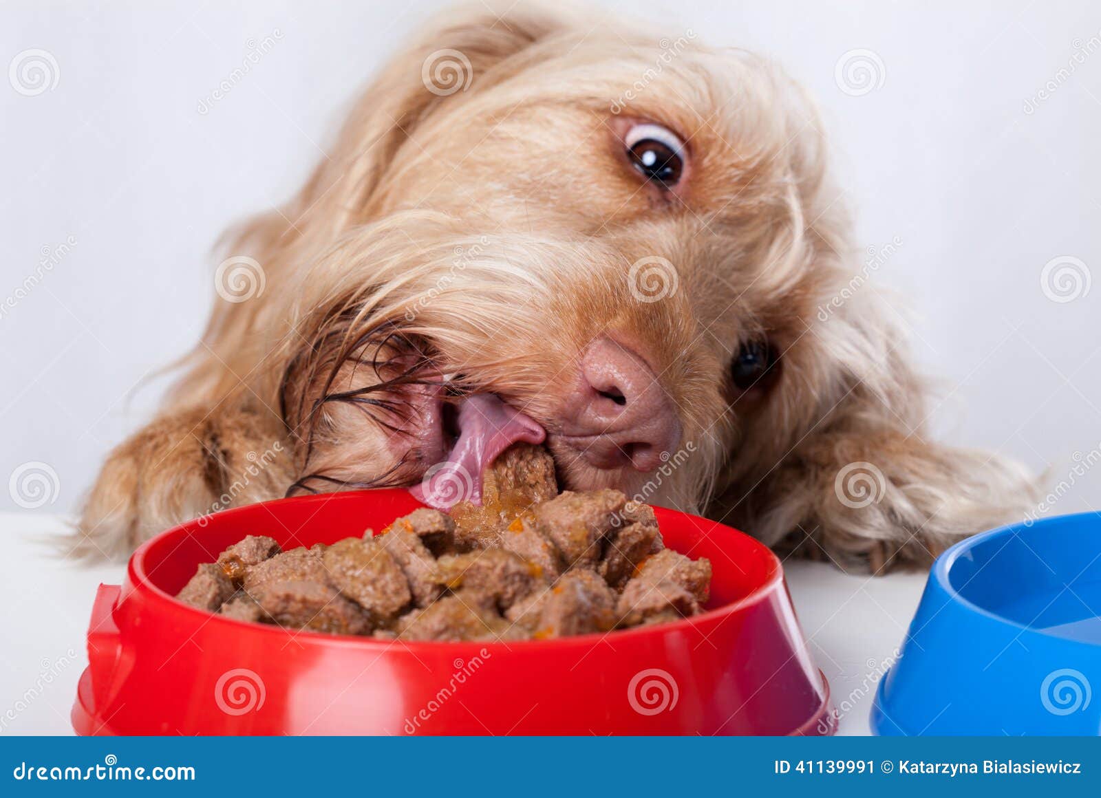 Hond Die Voedsel Van Kom Eten Stock Afbeelding - Image of lunch ...