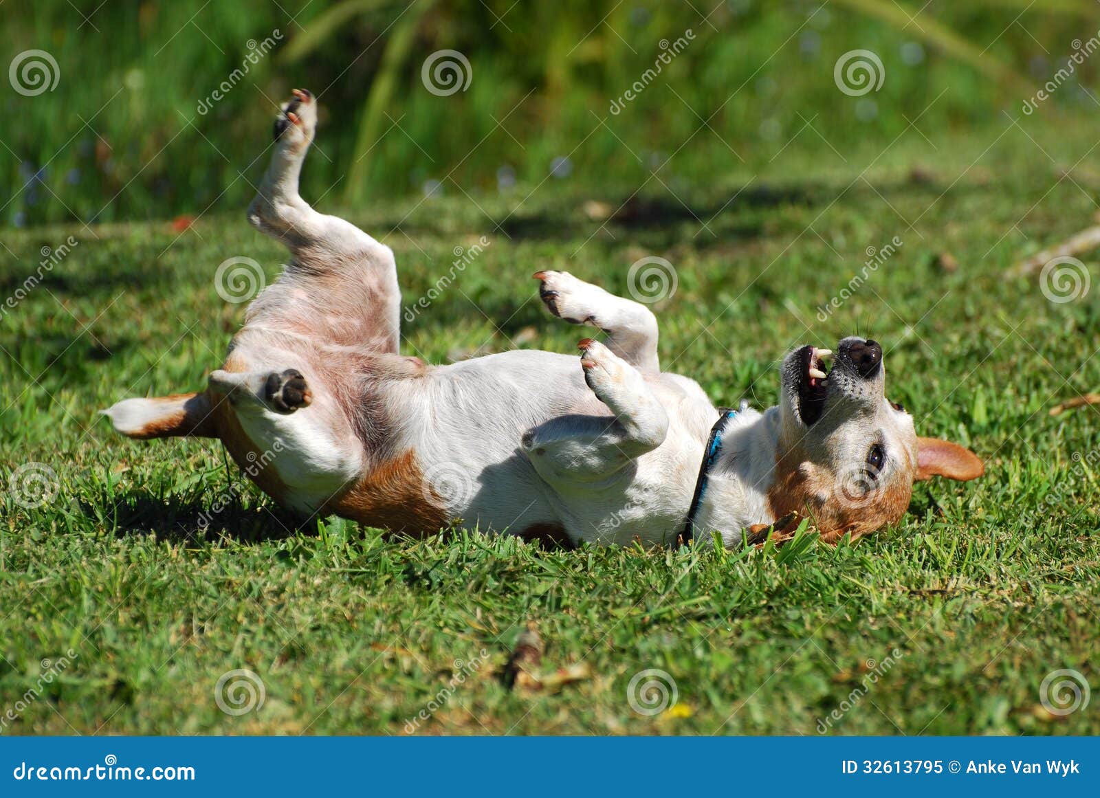 Hond die zijn rug krassen stock afbeelding. Image of zoogdier - 32613795