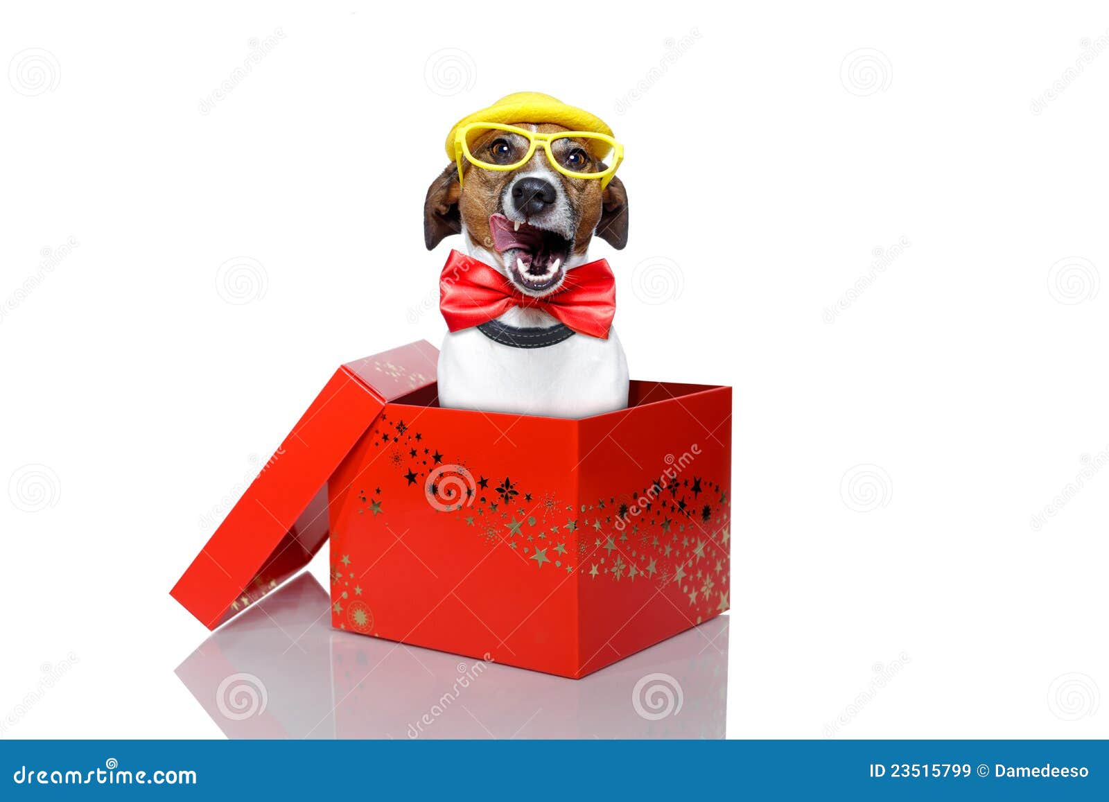 Hond in doos stock afbeelding. Image of geïsoleerd, verjaardag - 23515799