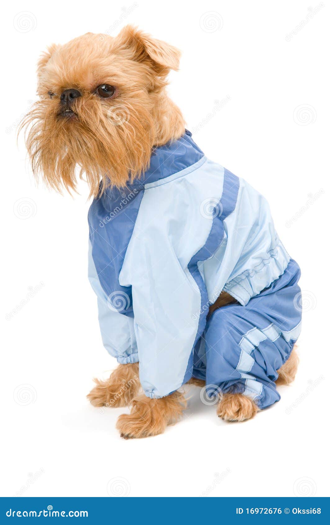 Hond in een matroos. stock foto. Image of kleding, gang - 16972676