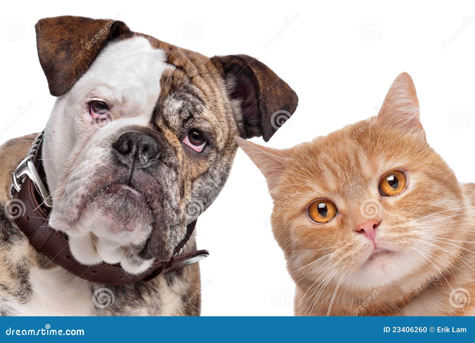 Hond en Kat stock foto. Image of engels, zoogdieren, mening - 23406260