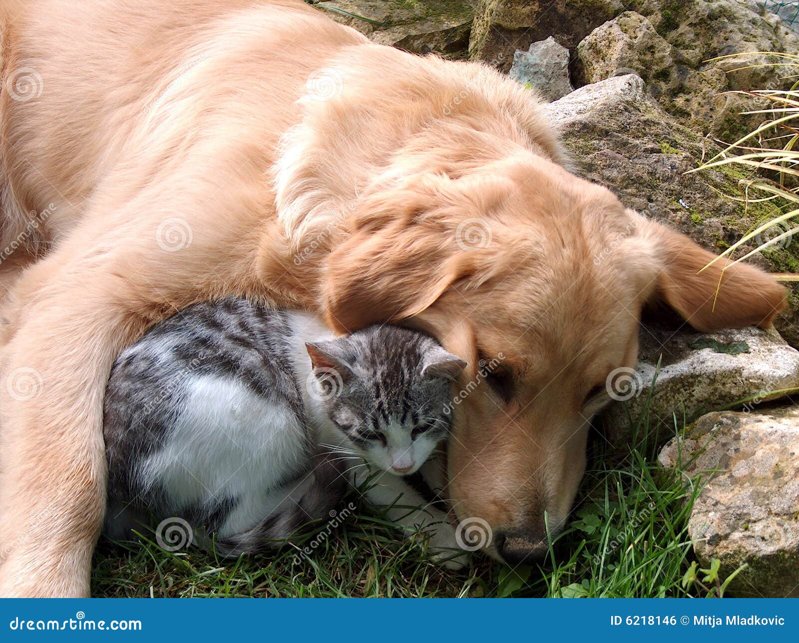 Hond en kat stock foto. Image of terugwinnen, vrienden - 6218146