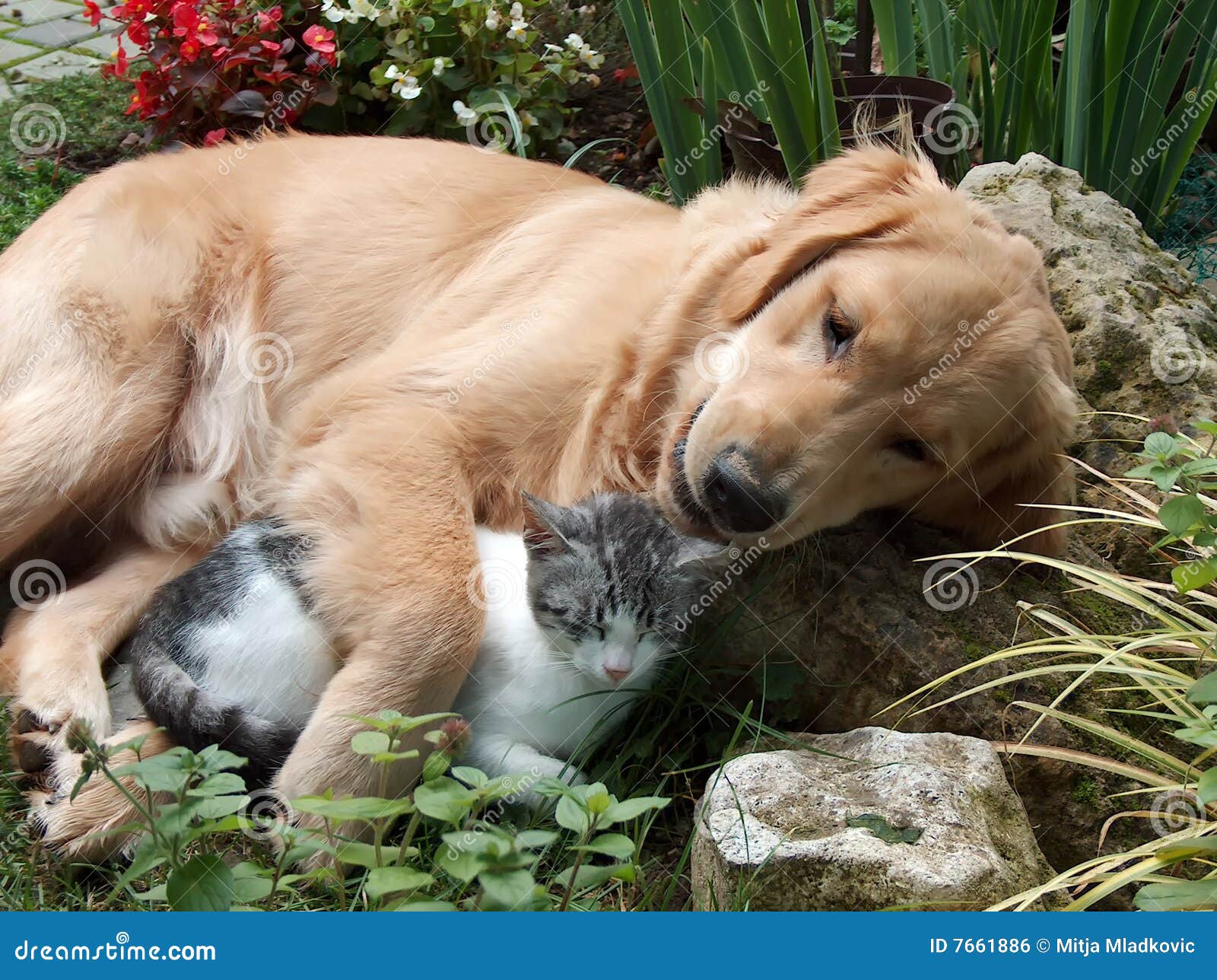 Hond en kat stock foto. Image of binnenlands, gouden, honden - 7661886