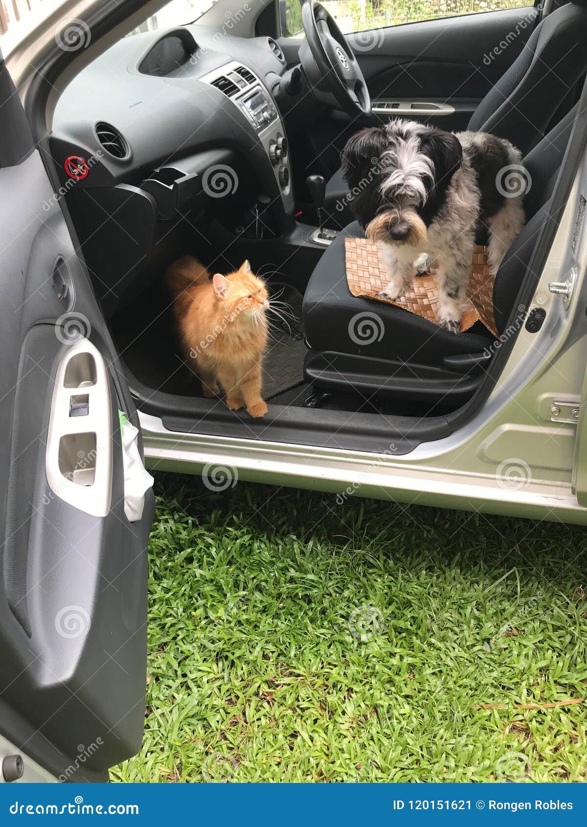 Hond en kat binnen de auto stock afbeelding. Image of huisdier - 120151621