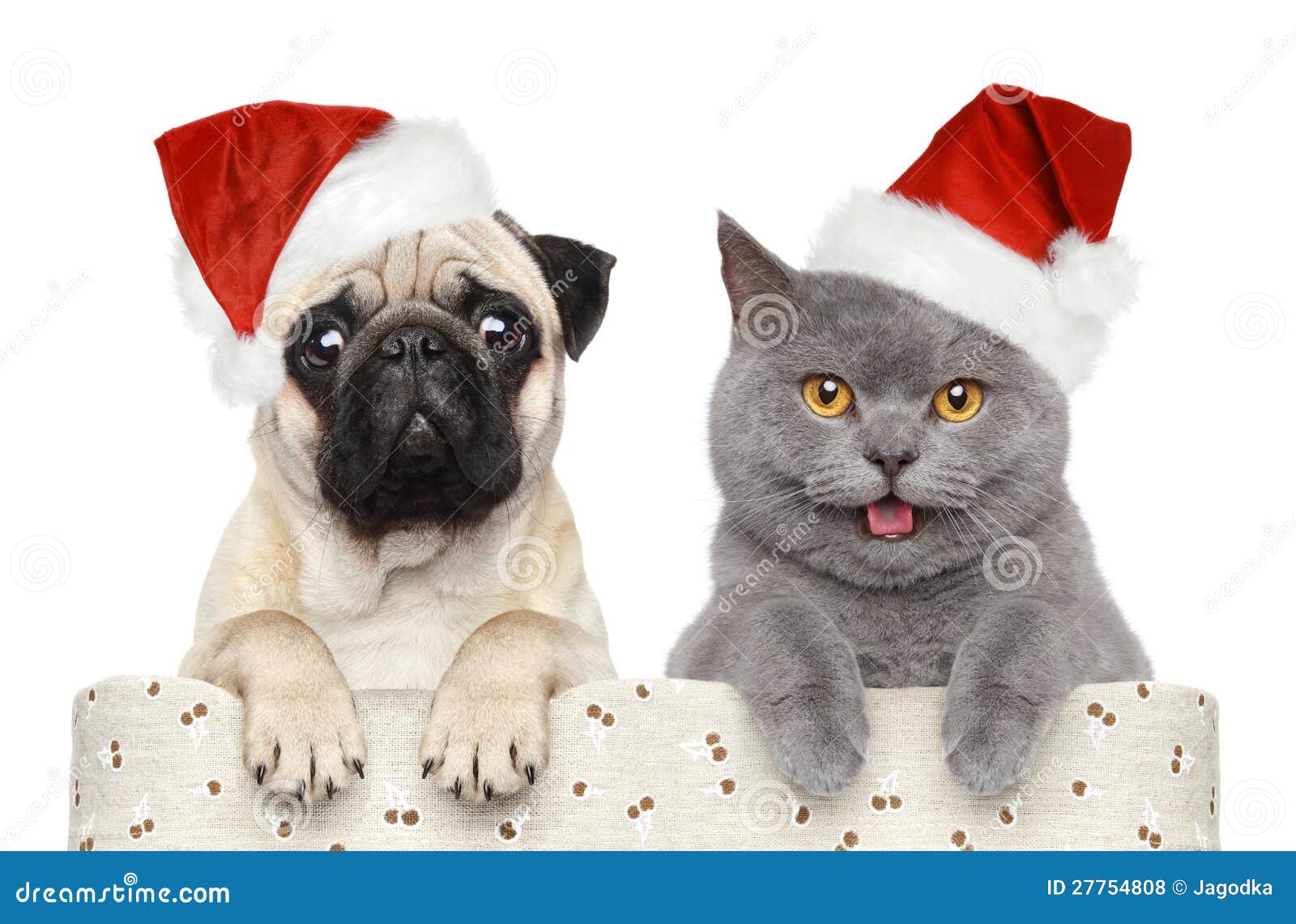 Hond En Kat in De Rode Hoed Van Kerstmis Stock Foto - Image of brits ...