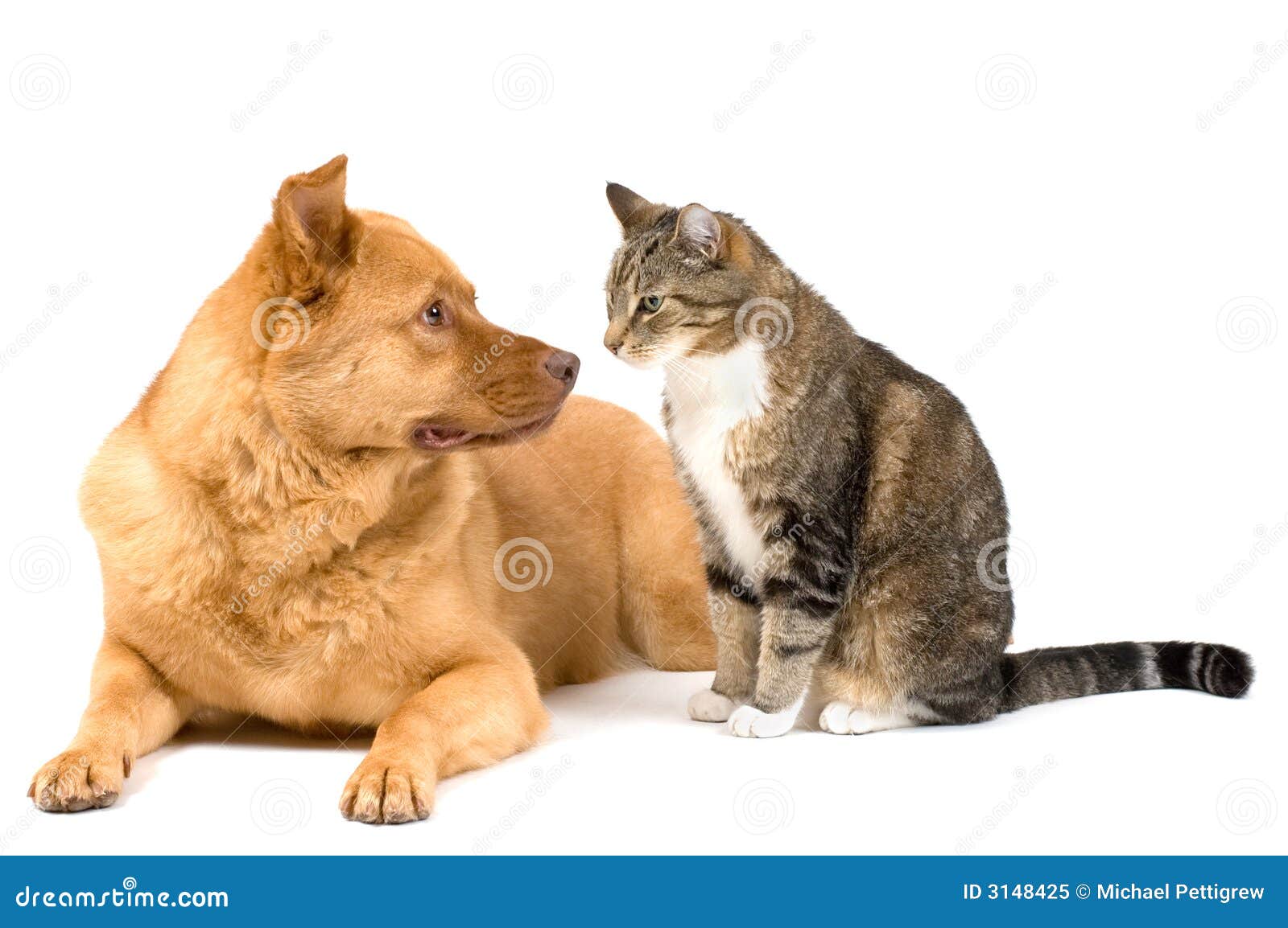 Hond En Kat Op Witte Achtergrond Stock Afbeelding - Image of hond ...