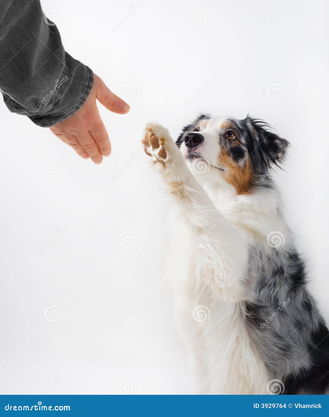 Hond En Menselijke Handdruk. Stock Foto - Image of vriendschap ...