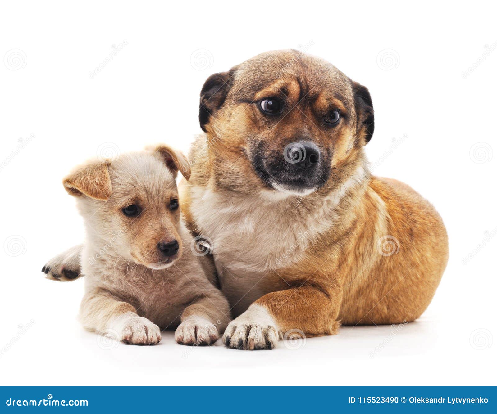 Hond en Puppy stock foto. Image of zorg, leven, liefde - 115523490