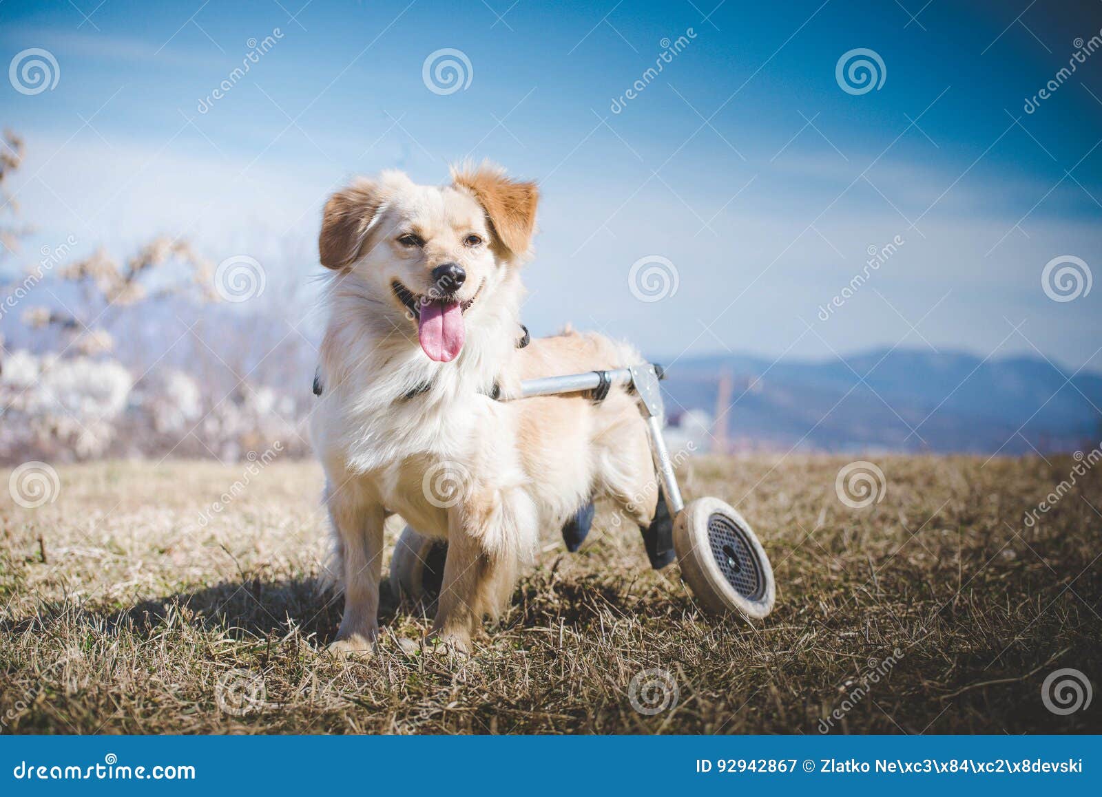Hond Gehandicapt in Een Rolstoel Stock Afbeelding - Image of slim, dier ...