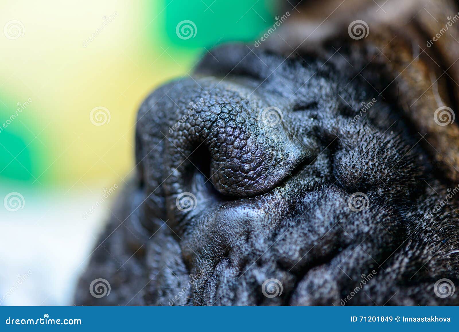 Hond grote neus stock afbeelding. Image of veiligheid - 71201849