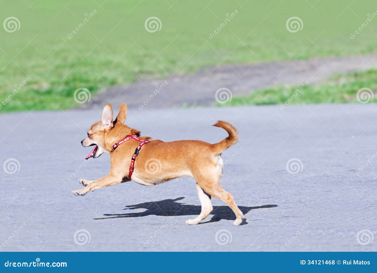 Hond het lopen stock foto. Image of dier, blaffen, vriend - 34121468