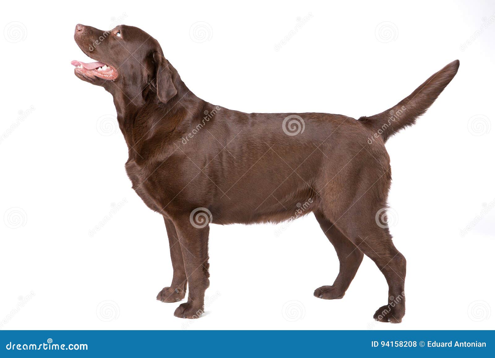 Hond Labrador Bruin Op Witte Achtergrond Stock Foto - Image of ...