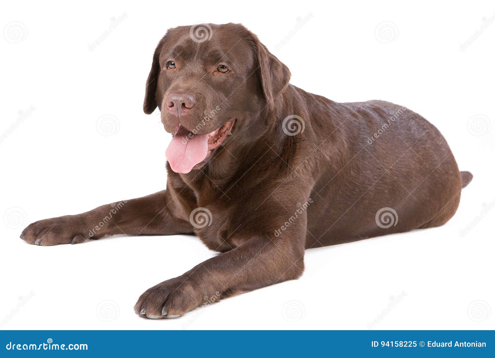 Hond Labrador Bruin Op Witte Achtergrond Stock Afbeelding - Image of ...