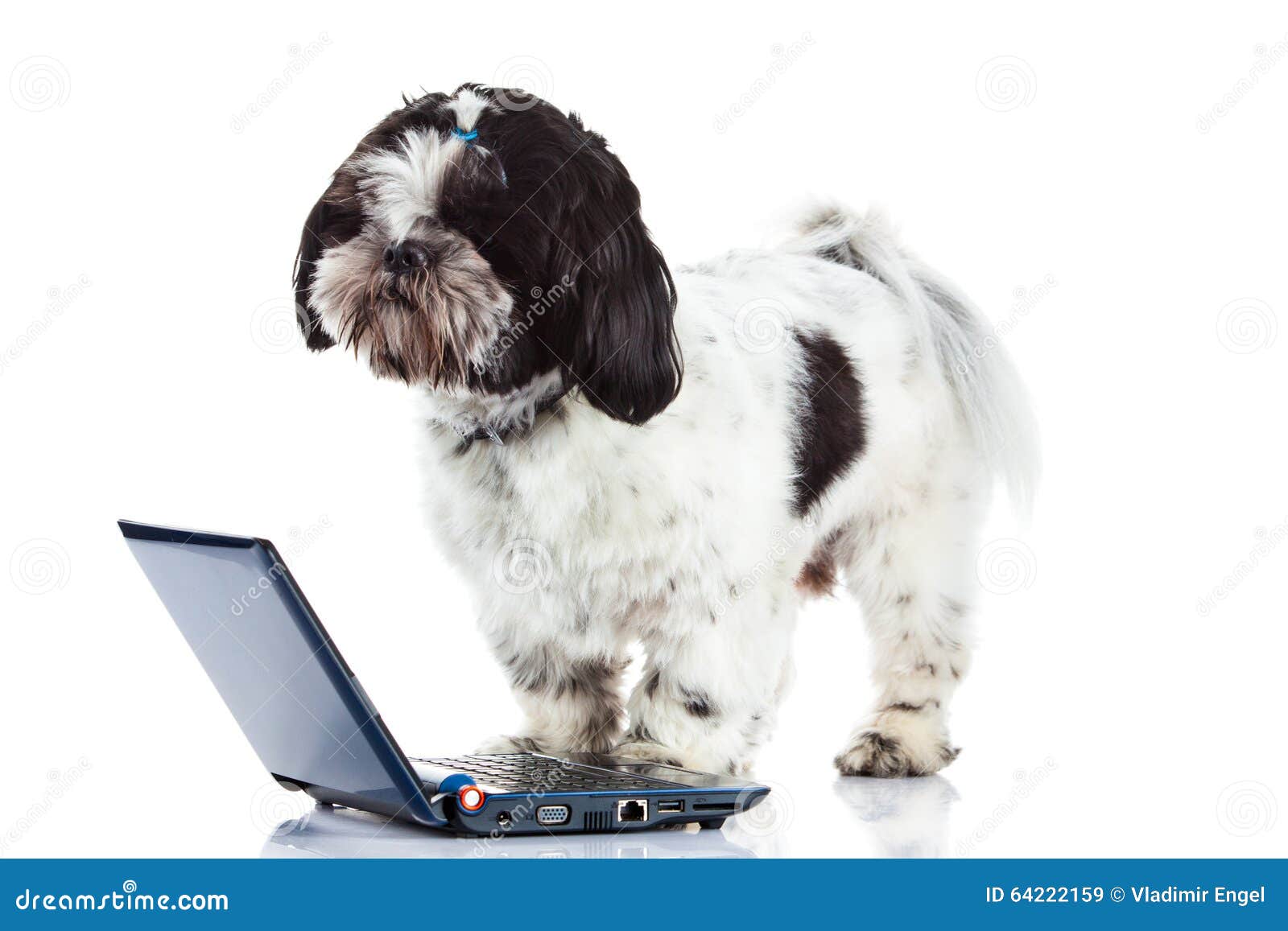 Hond Met Computer Op Witte Achtergrond Stock Afbeelding - Image of één ...