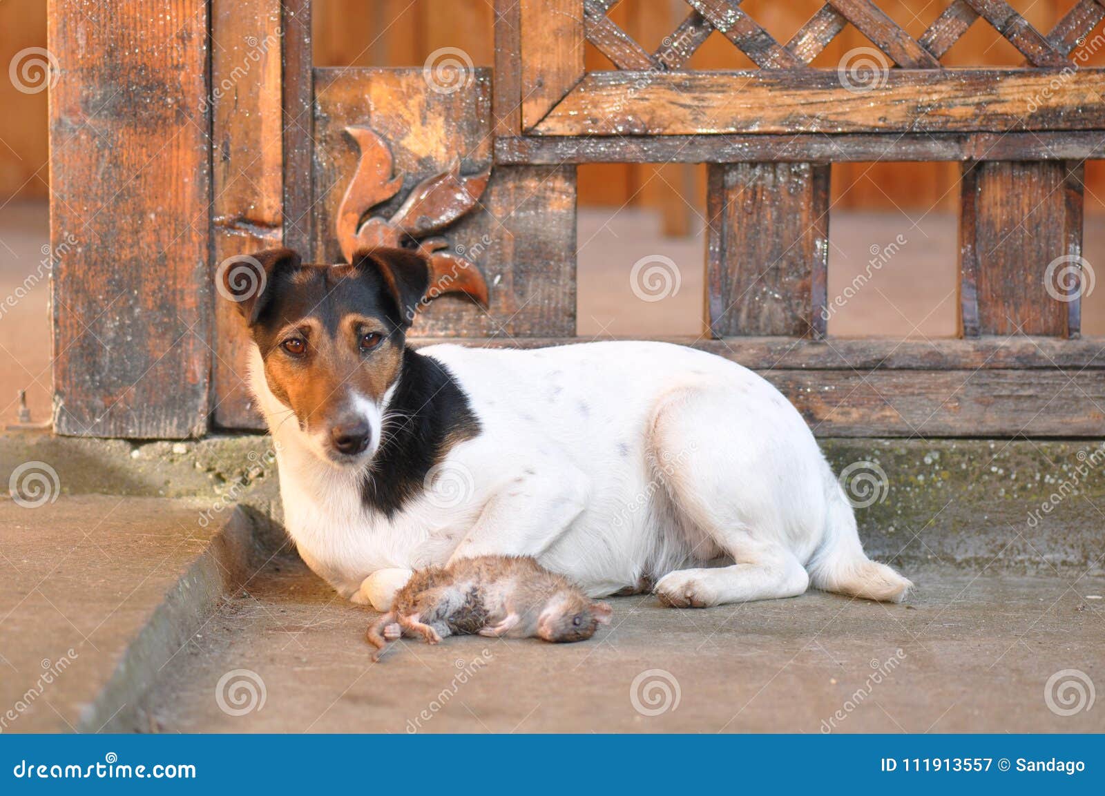 Hond met dode rat stock afbeelding. Image of gebeten - 111913557