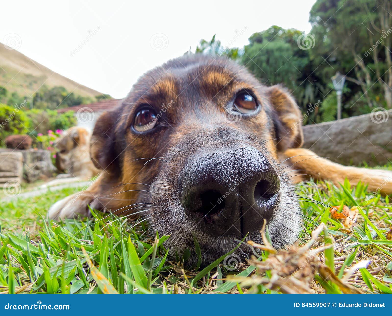 Hond met droevige ogen stock afbeelding. Image of leuk - 84559907