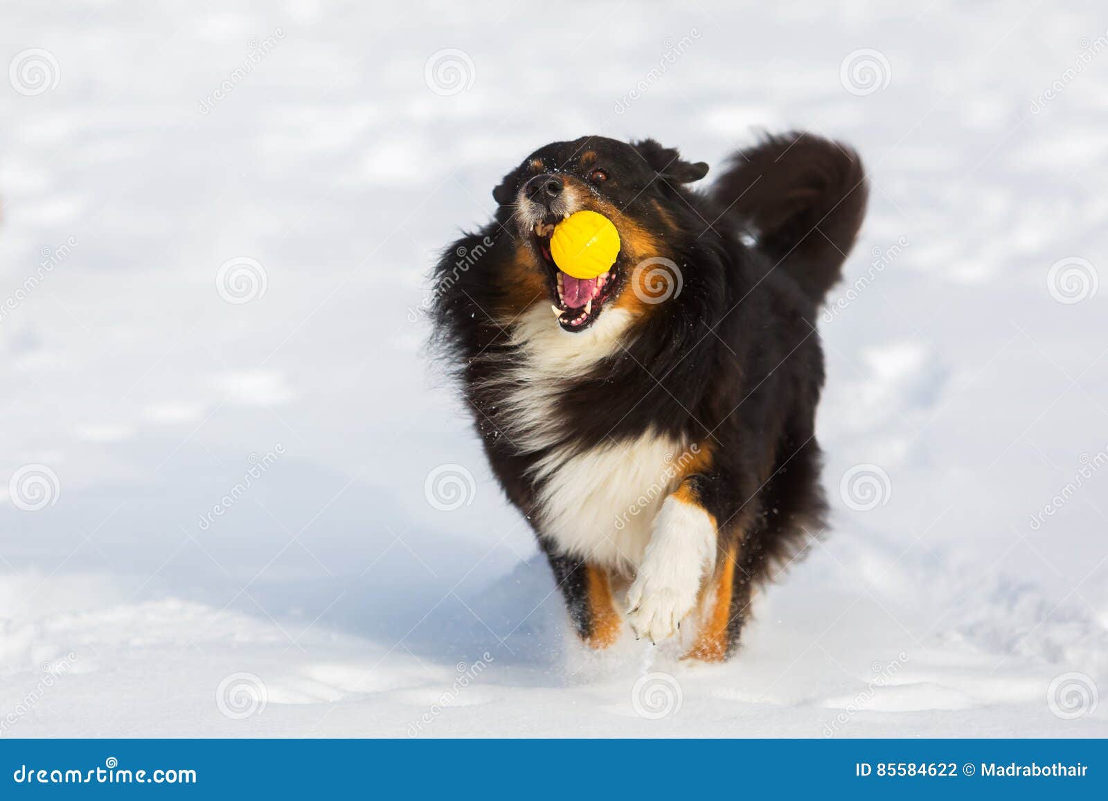 Hond Met Een Bal in De Snuit in De Sneeuw Stock Foto - Image of lopen ...