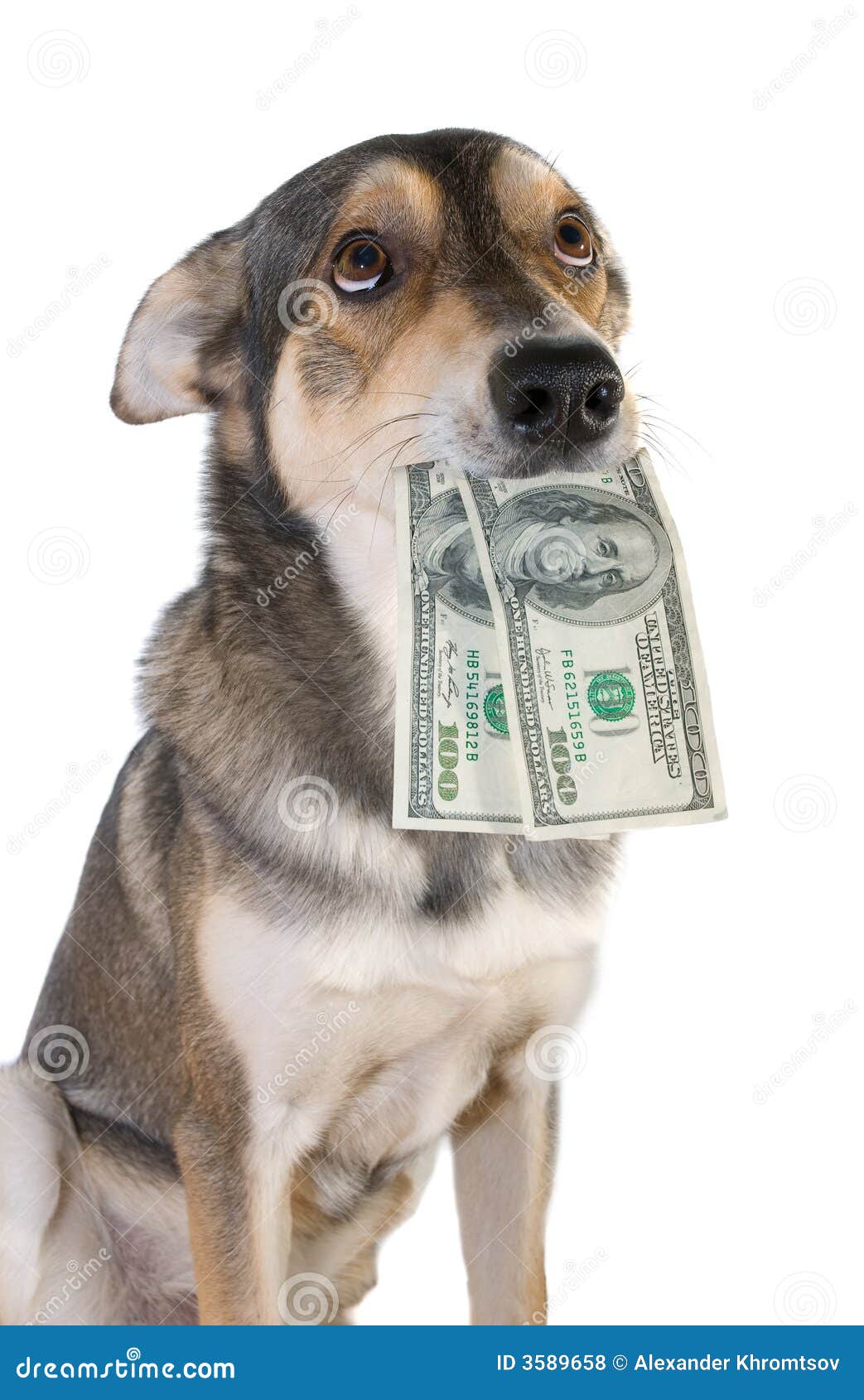 Hond met geld stock foto. Image of dollars, zoogdier, dier - 3589658