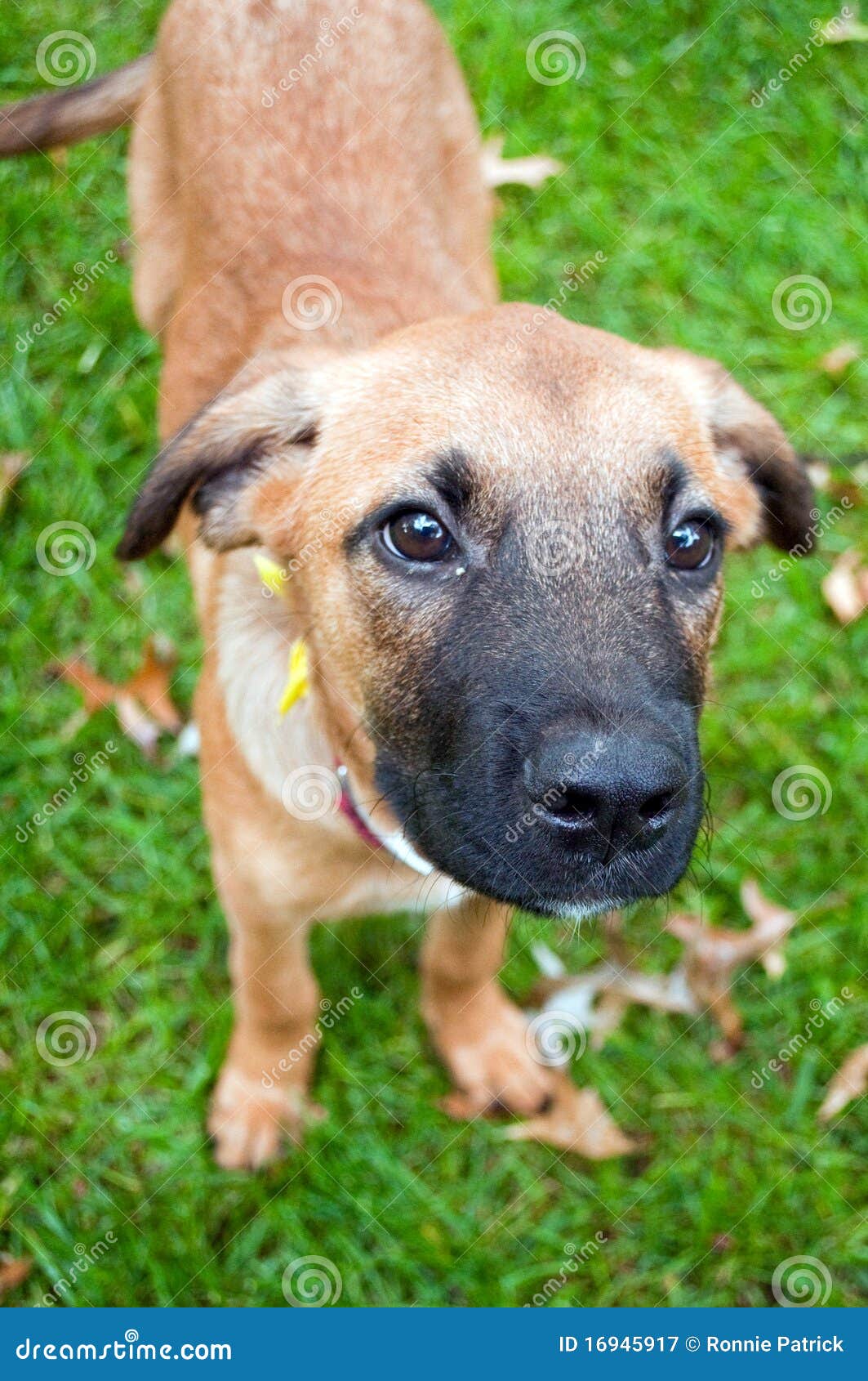 Hond met grote neus stock afbeelding. Image of hond, gelukkig - 16945917