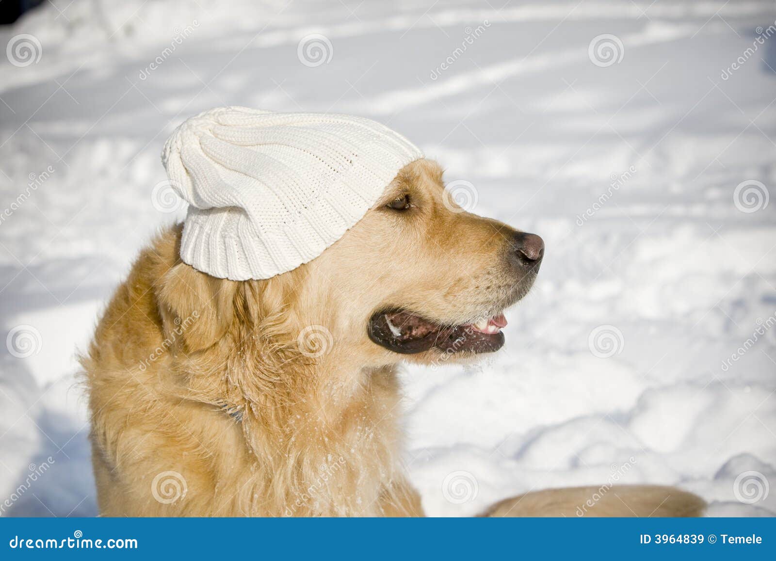 Hond met hoed stock afbeelding. Image of haring, grappig - 3964839