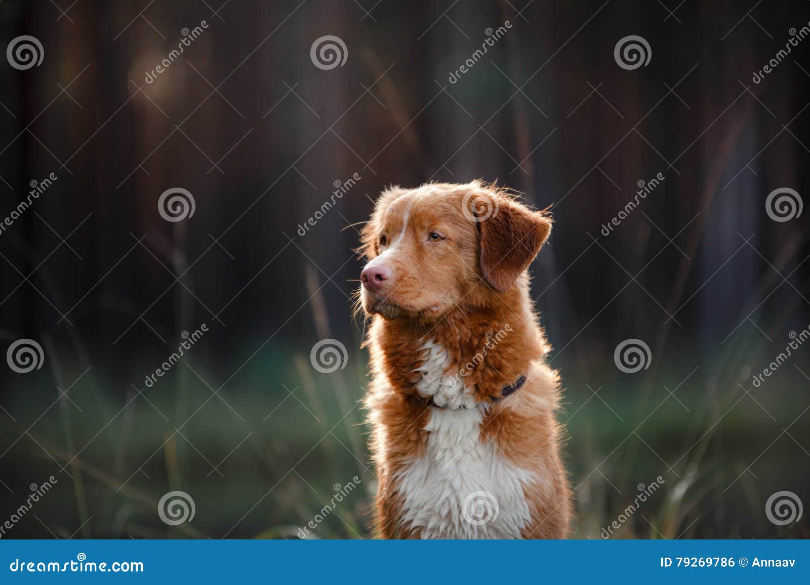 Hond Nova Scotia Duck Tolling Retriever Stock Foto - Image of pret ...