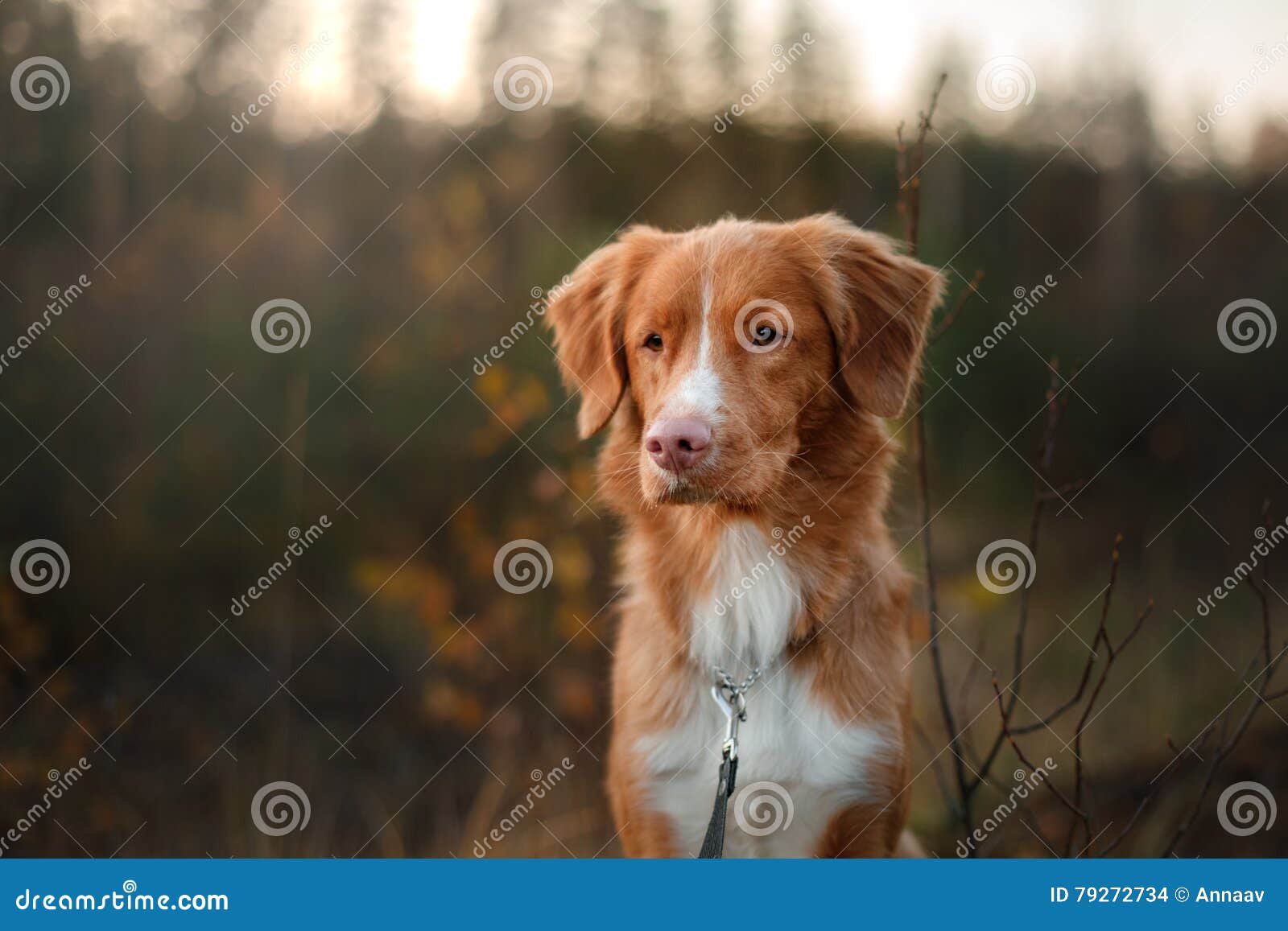 Hond Nova Scotia Duck Tolling Retriever Stock Foto - Image of gezond ...
