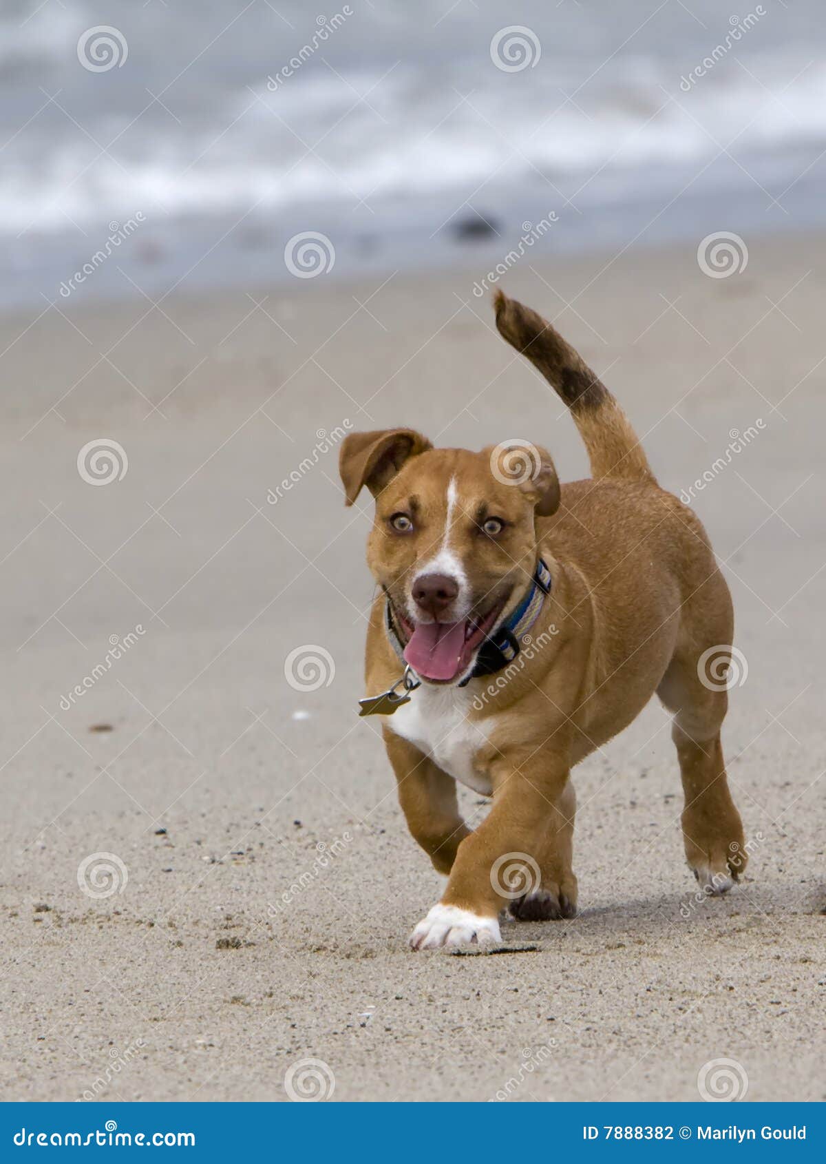 Hond op strand stock foto. Image of puppy, dwaas, metgezel - 7888382