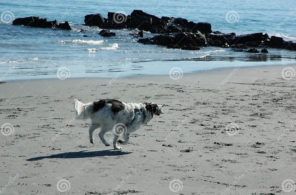 Hond op strand III stock afbeelding. Image of nieuw, overzees - 1320369