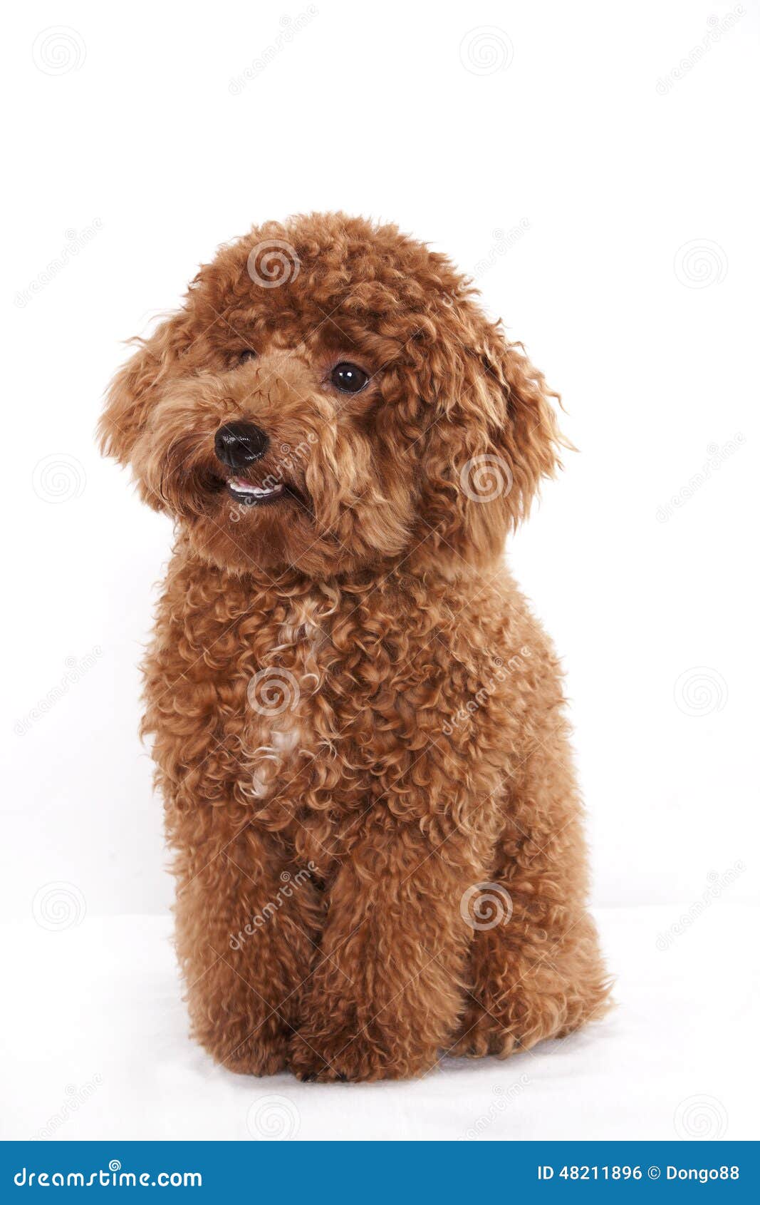 Hond - Poedel stock foto. Image of aanbiddelijk, verward - 48211896