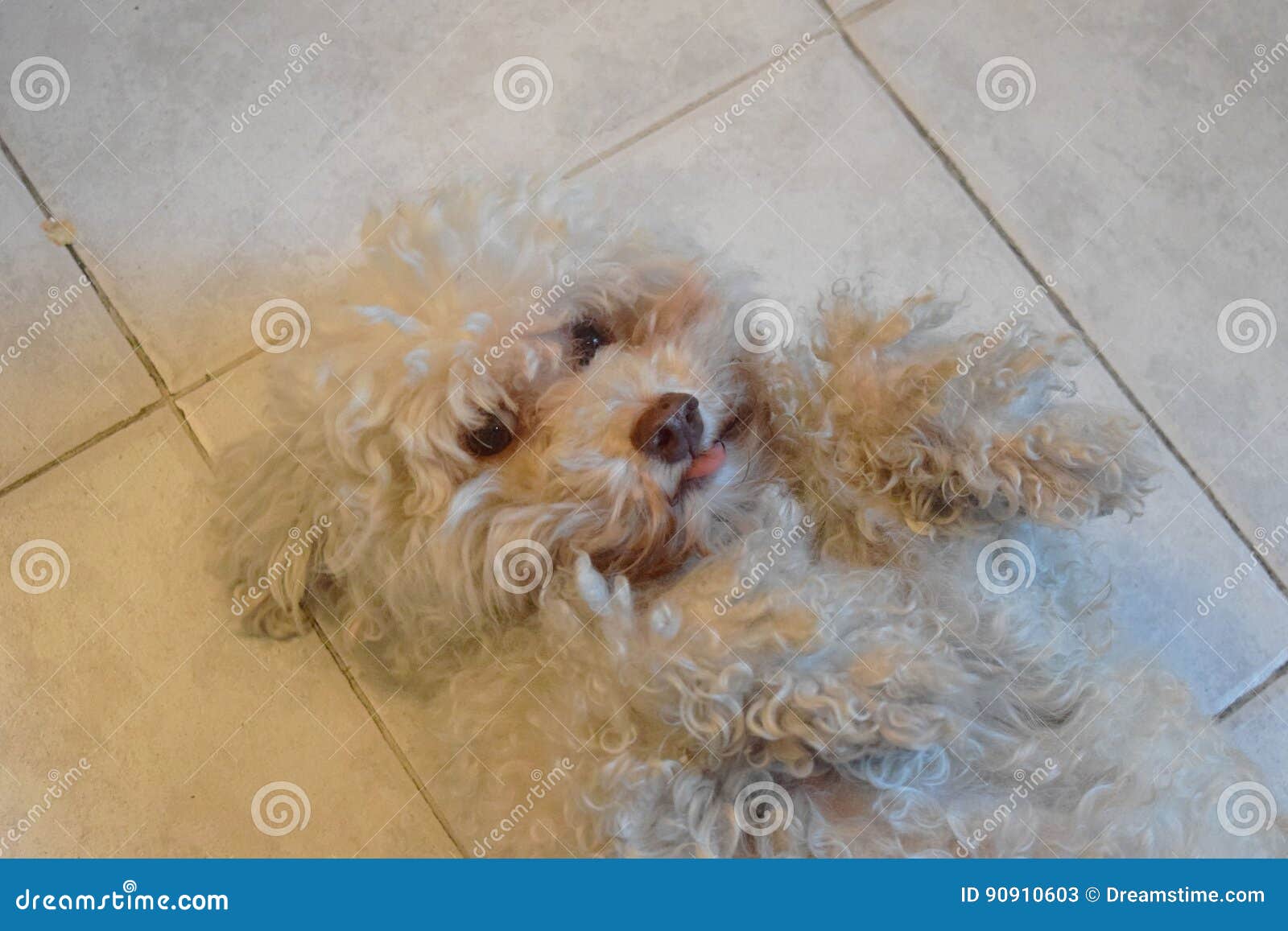 Hond - Poedel stock afbeelding. Image of honden, grappig - 90910603