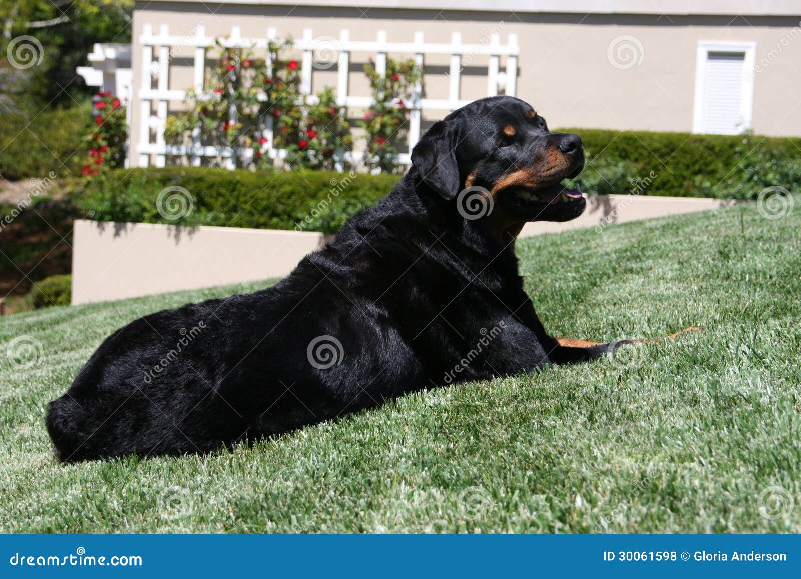 Rottweiler Die Op Het Gazon Wordt Gesteld Stock Foto - Image of wacht ...