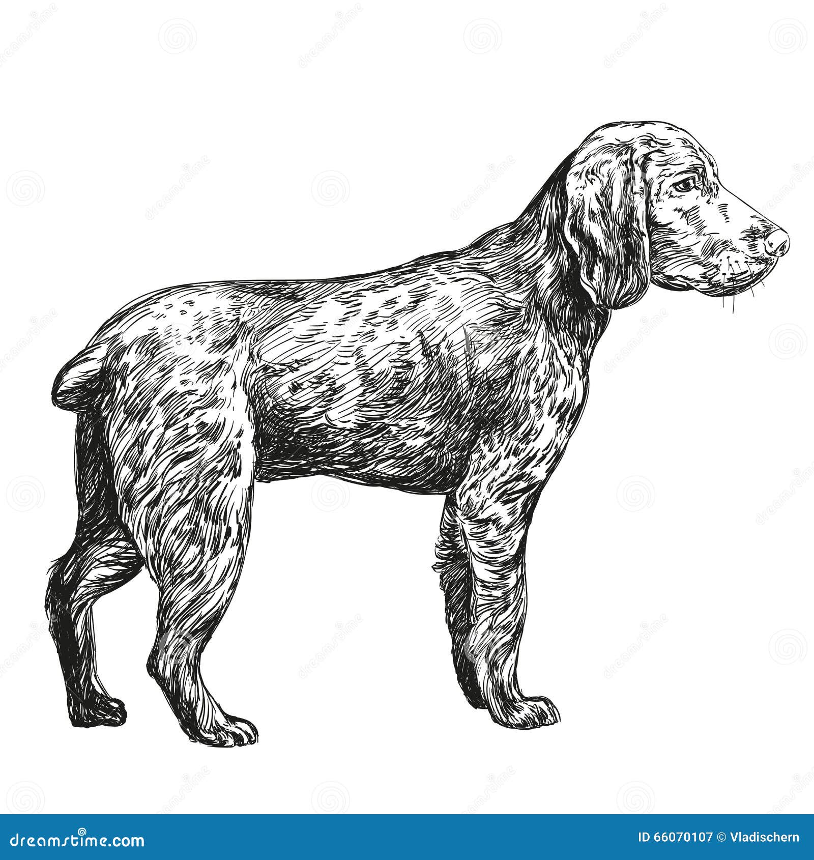 Hond Schets Van De Jacht De Hand Getrokken Vectorllustration Vector ...
