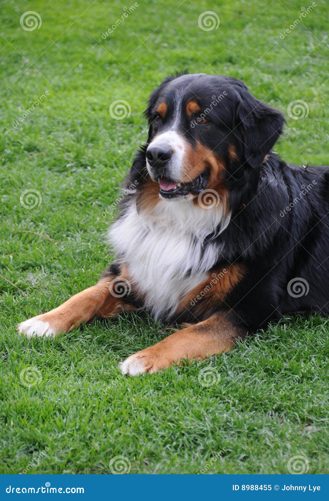 Hond - Sint-bernard stock afbeelding. Image of dier, heilige - 8988455