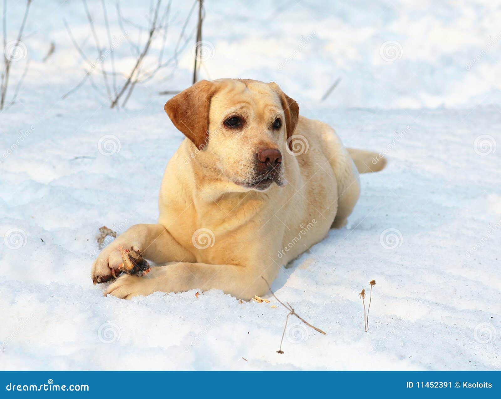 Hond in sneeuw. stock afbeelding. Image of winter, volbloed - 11452391