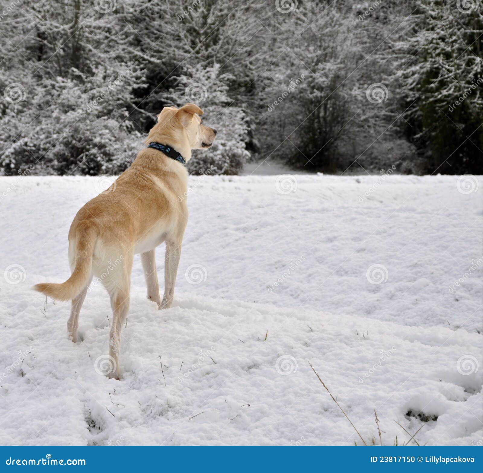 Hond in Sneeuw stock foto. Image of status, winter, seizoen - 23817150