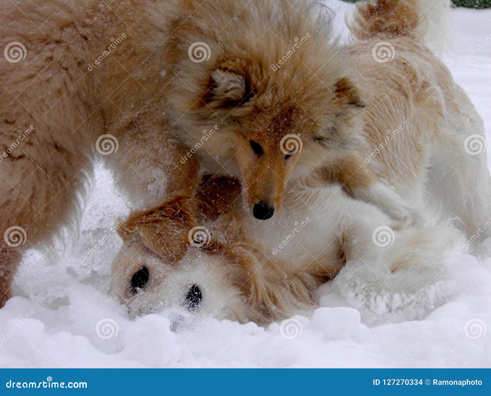 Honden Die in Sneeuw Spelen Stock Foto - Image of huisdieren, honden ...