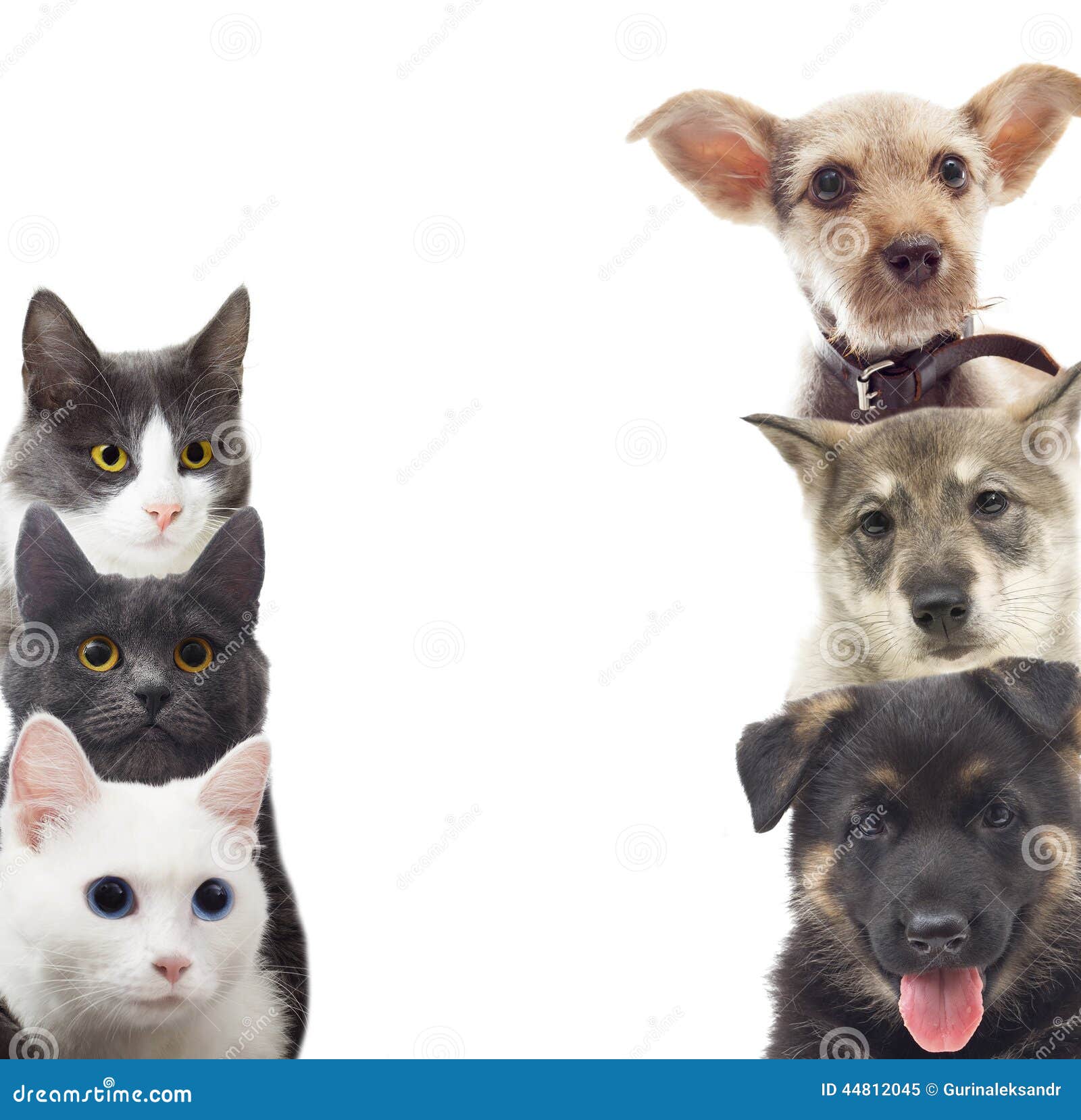 Honden en katten stock afbeelding. Image of vriendschap - 44812045