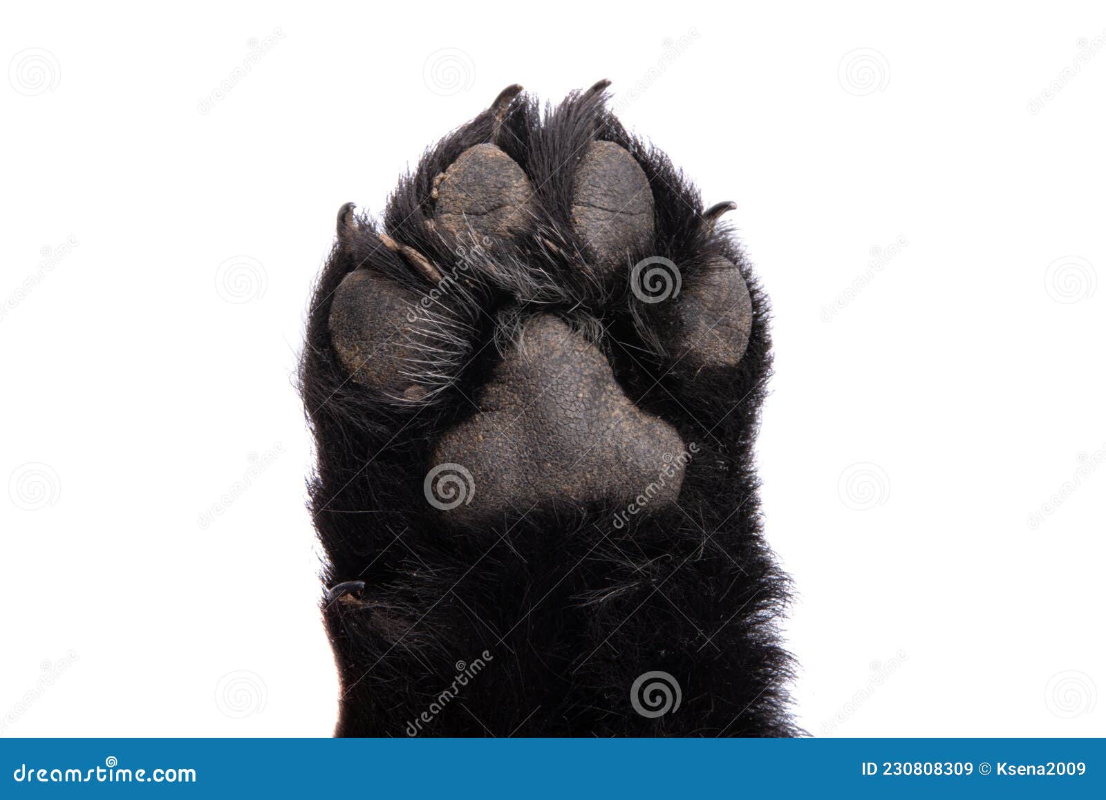 Hondenpoot geïsoleerd stock afbeelding. Image of veterinair - 230808309