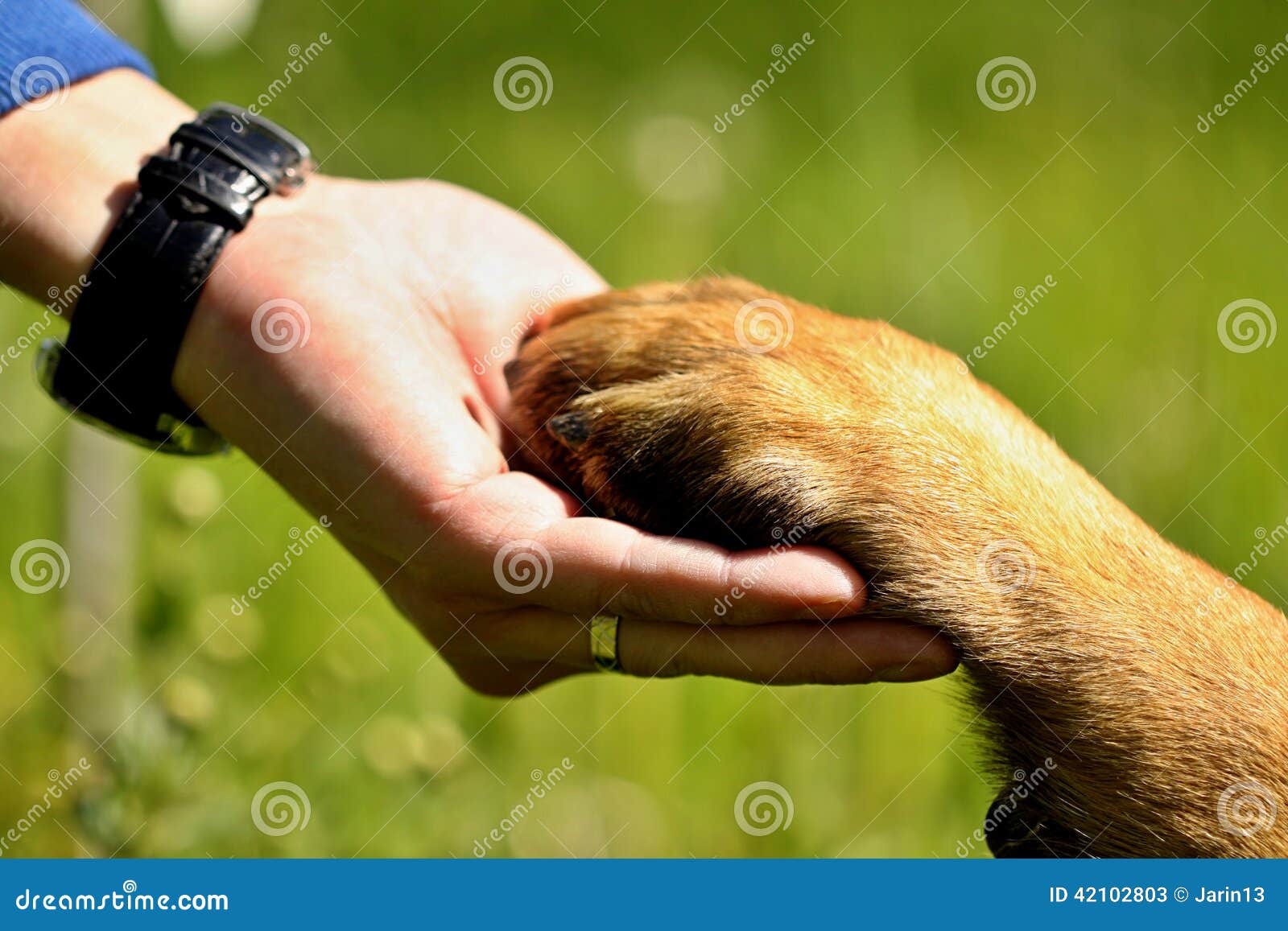Hondpoot en mensenhand stock afbeelding. Image of bemant - 42102803