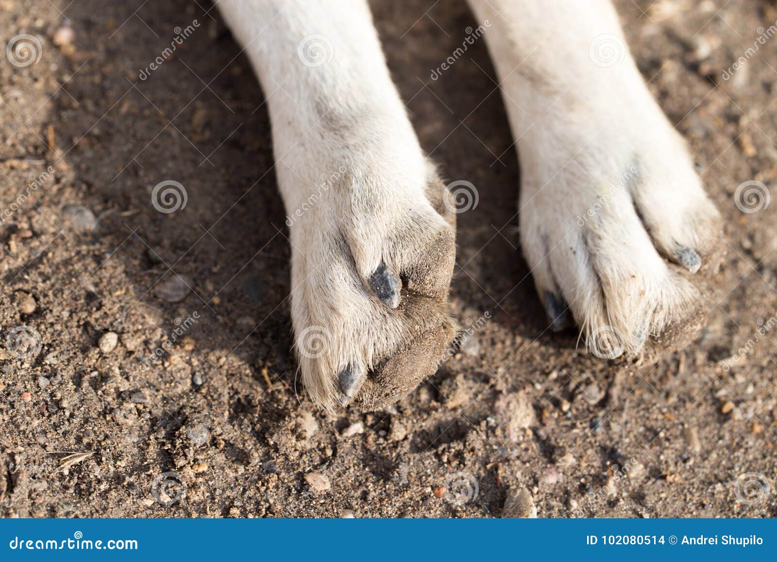 Hondpoten stock foto. Image of poot, dier, teken, macro - 102080514