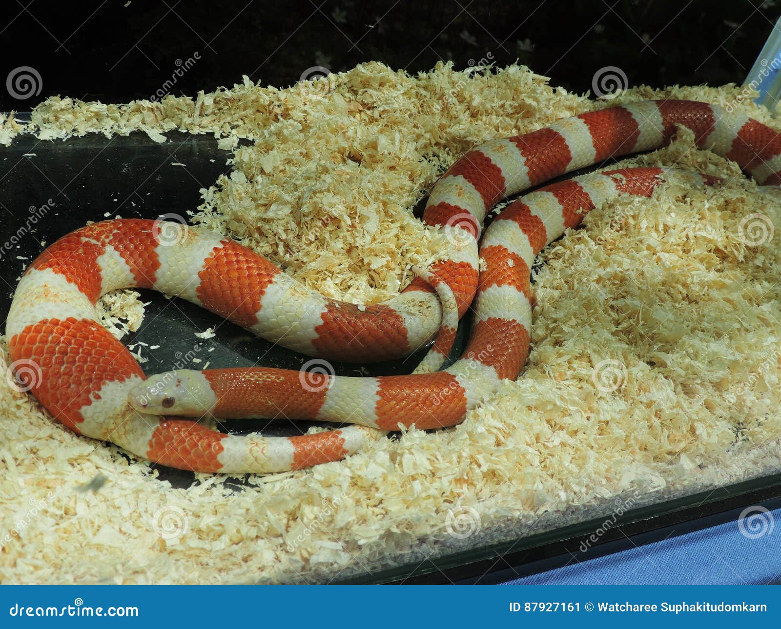 Honduran milk snake. stock image. Image of line, nature - 87927161