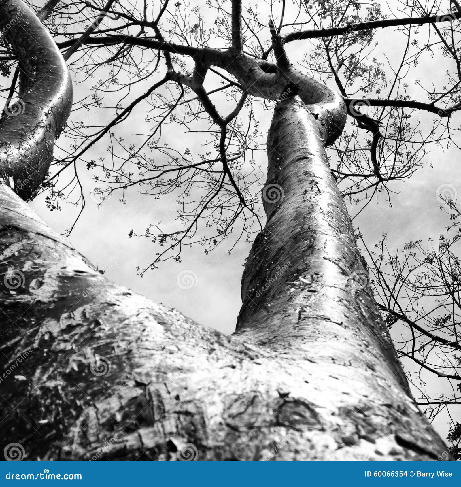 Honduran tree stock photo. Image of honduran, beautiful - 60066354