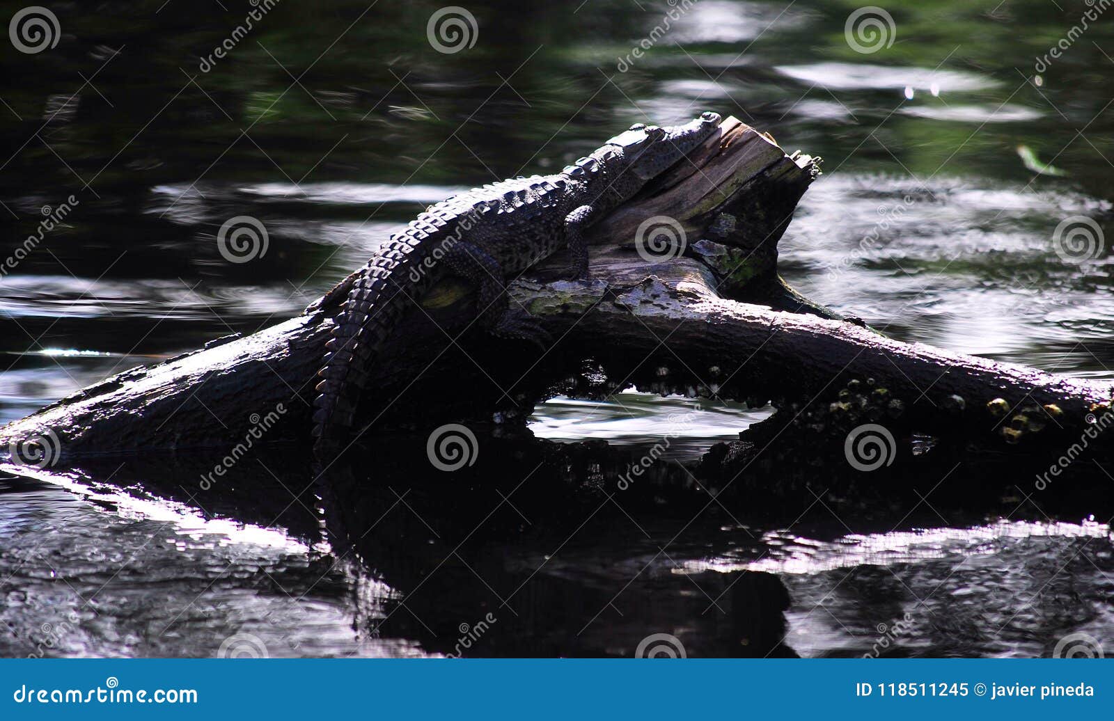 Little alligator stock image. Image of alligator, little - 118511245