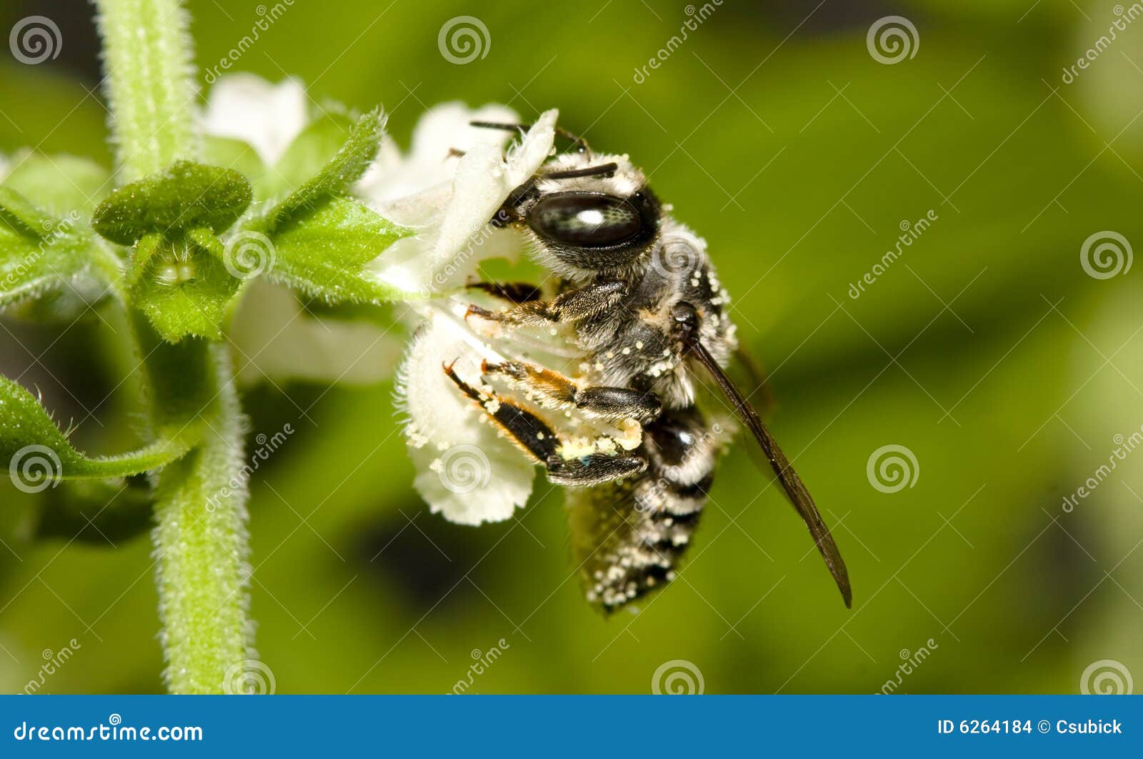 Honebee stock photo. Image of pollination, busy, ecology - 6264184