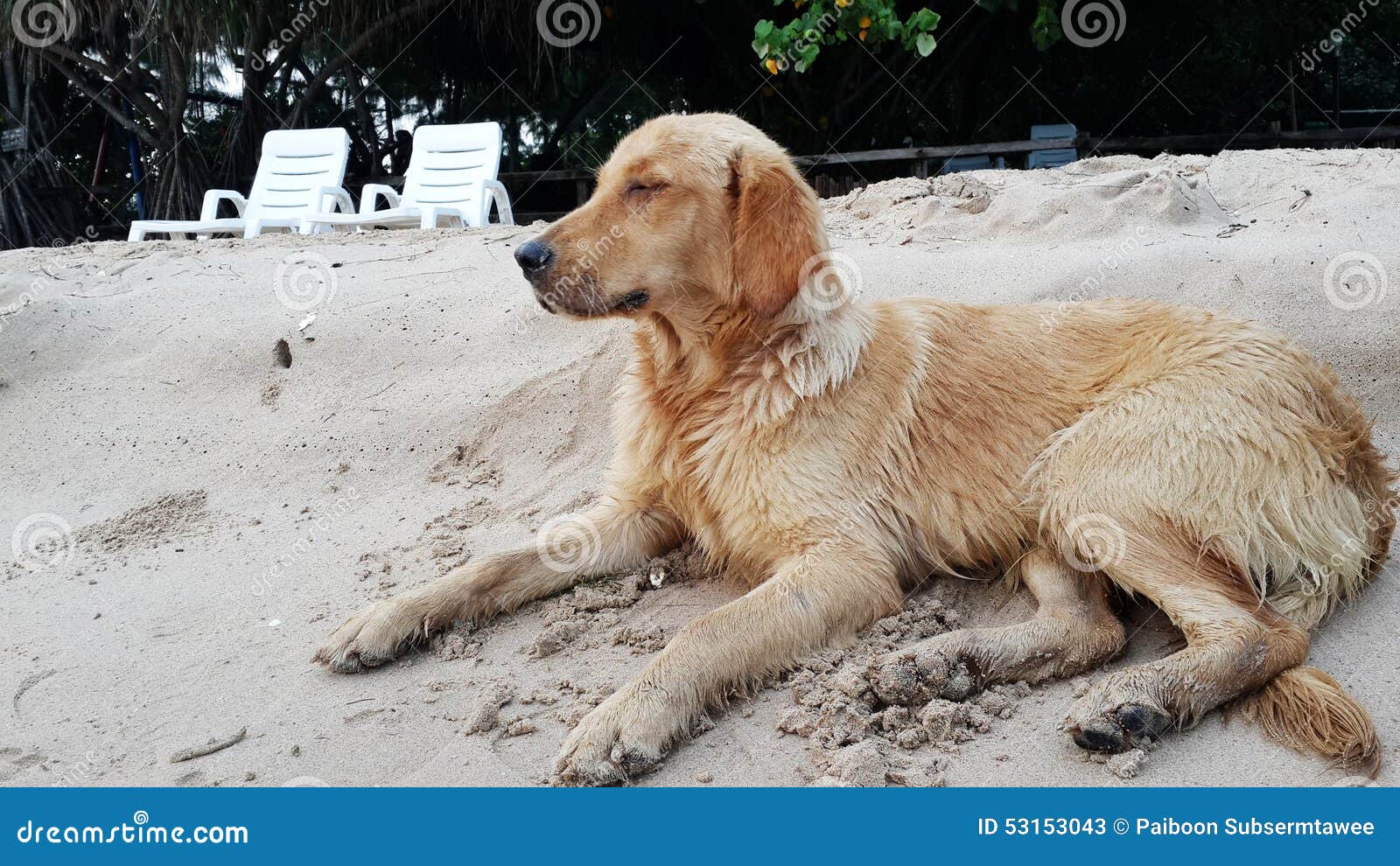Honest Dog stock image. Image of waiting, owner, lovely - 53153043