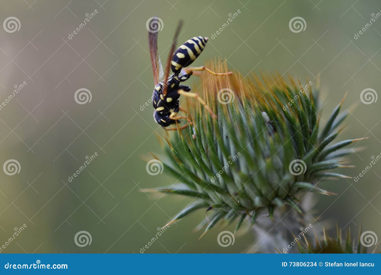 Honet stock photo. Image of flower, yellow, black, snail - 73806234