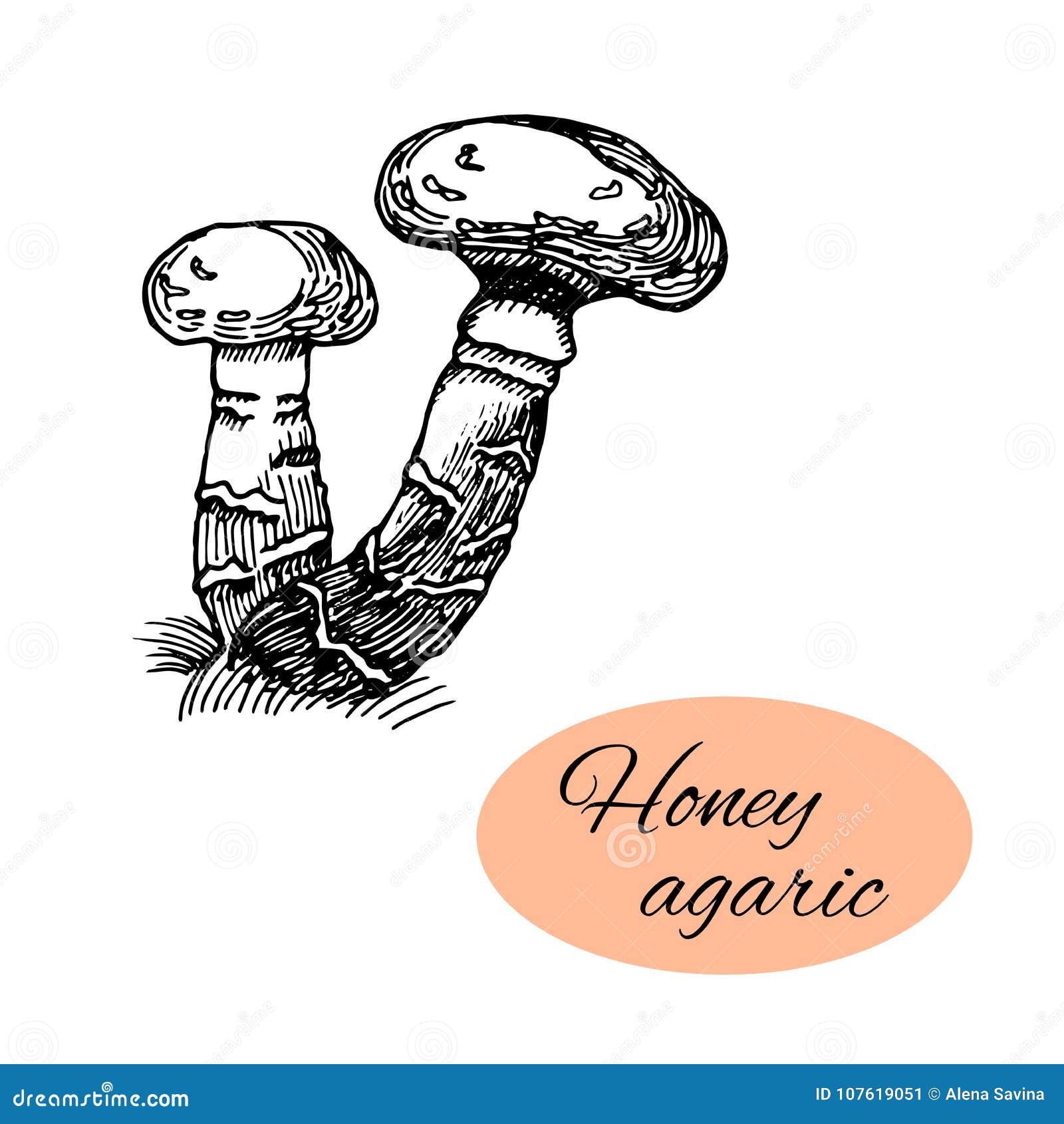 Honey Agaric Ink Drawing ilustración del vector. Ilustración de ...