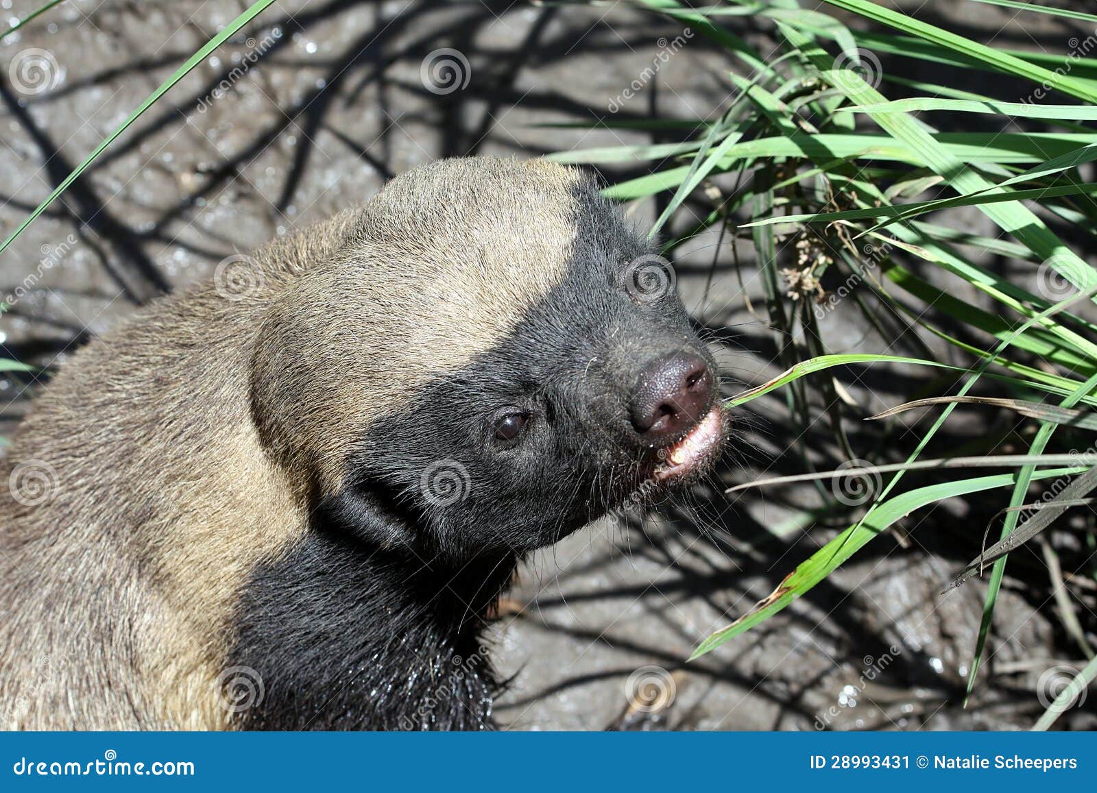 Honey Badger Stock Photography | CartoonDealer.com #158220314