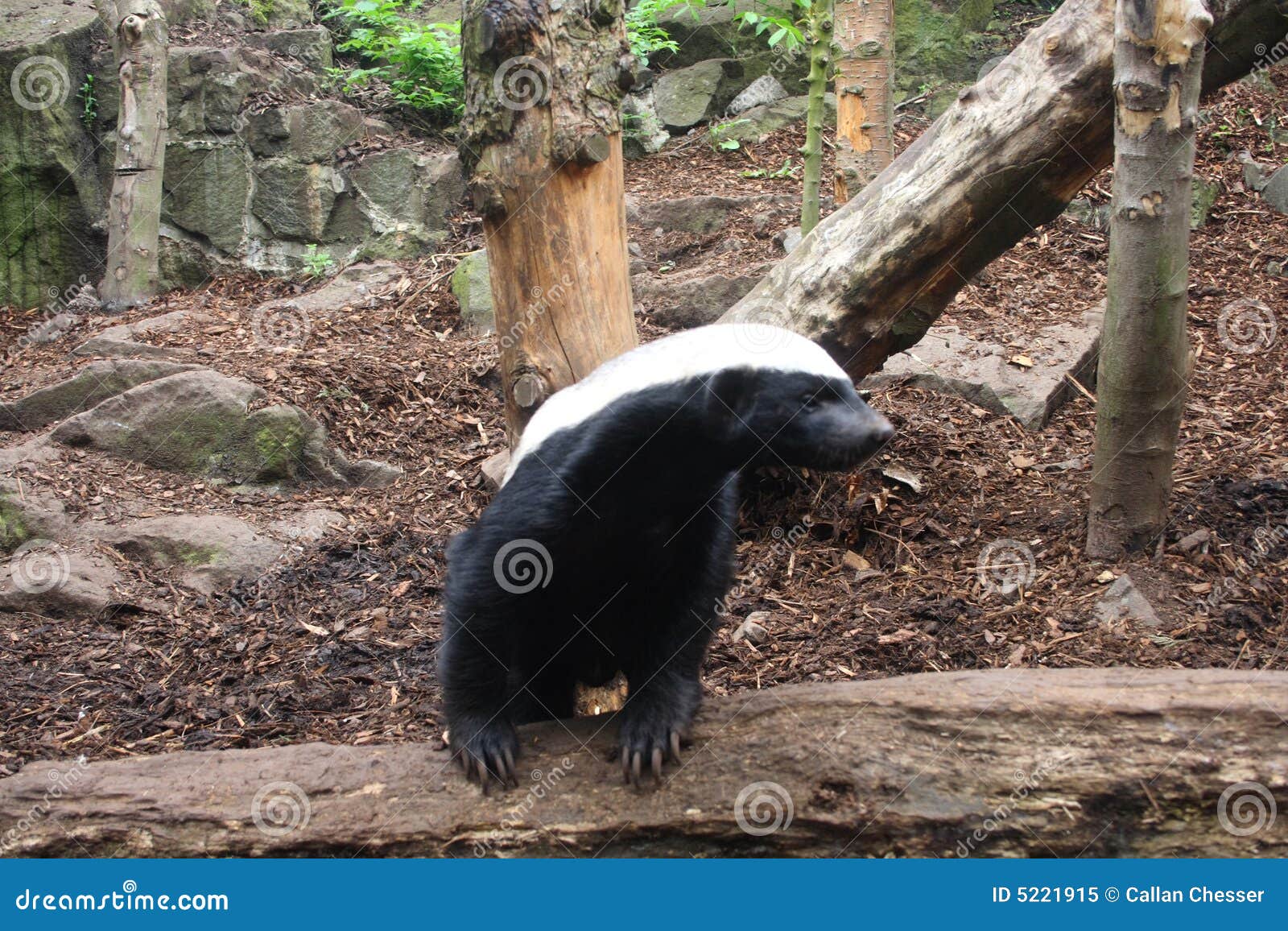 Honey Badger stock image. Image of fierce, fearless, africa - 5221915