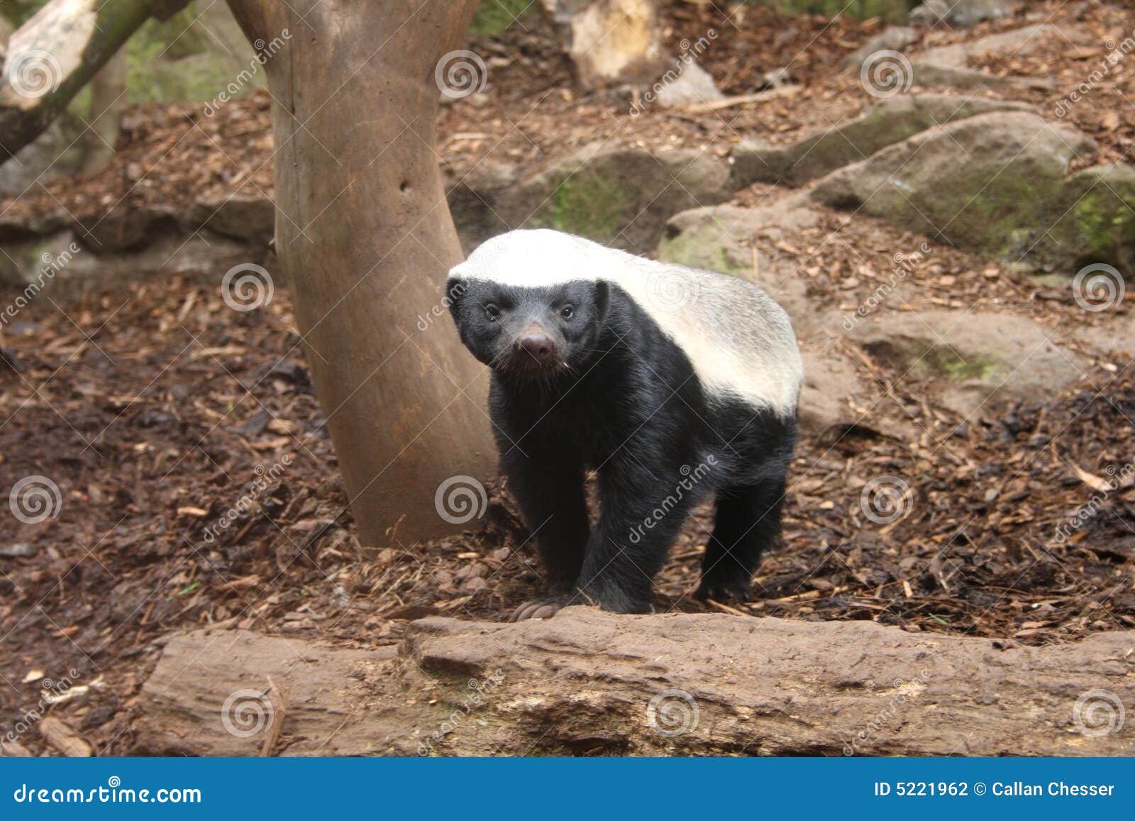 Honey Badger stock photo. Image of honey, fierce, cute - 5221962